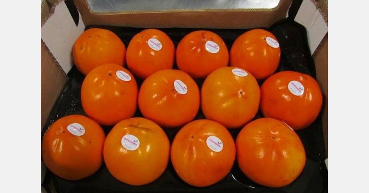 Spanish persimmons on their way to the US