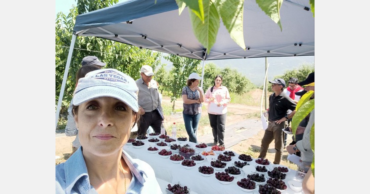 “The Chilean cherry industry close to having its own new varieties.”
