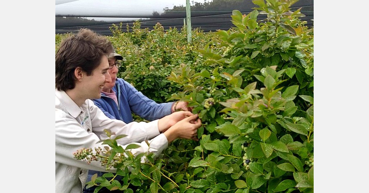 Recent blueberry farm installation continues growth of Australian ...