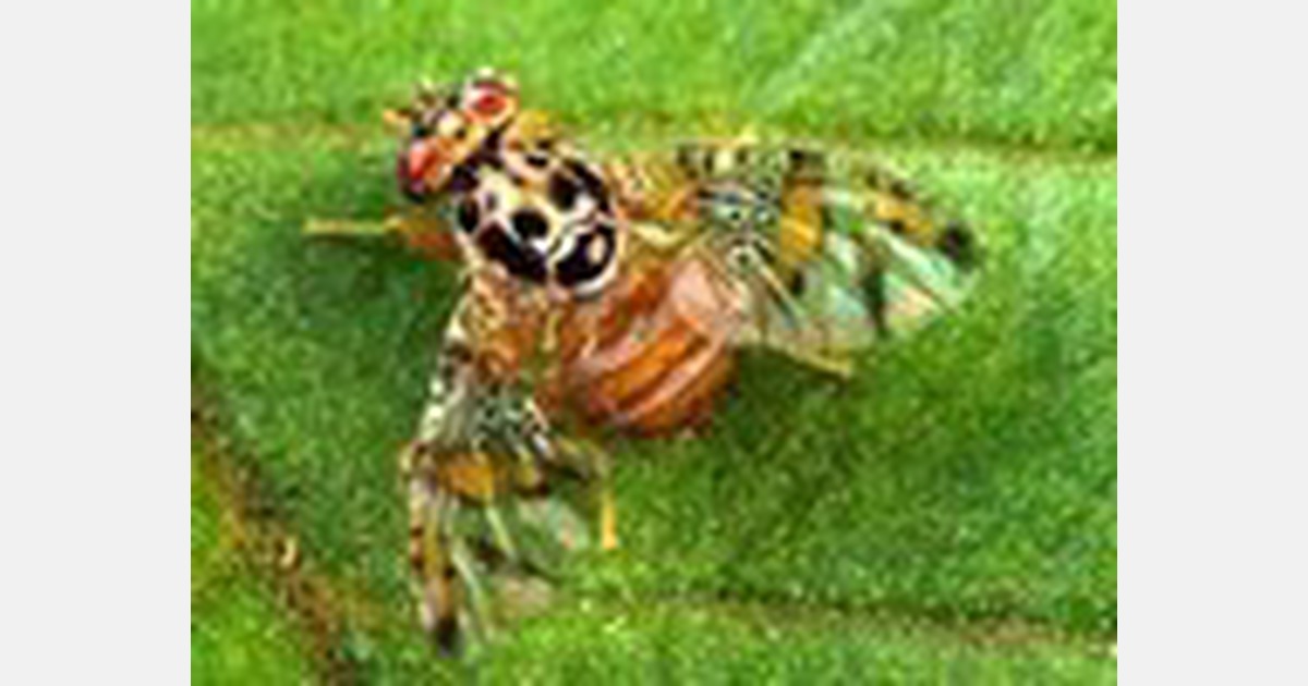 US: Pepper imports from Spain prohibited