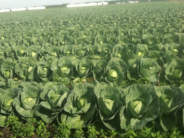 Cold temperatures and later start pushing Florida cabbage prices up