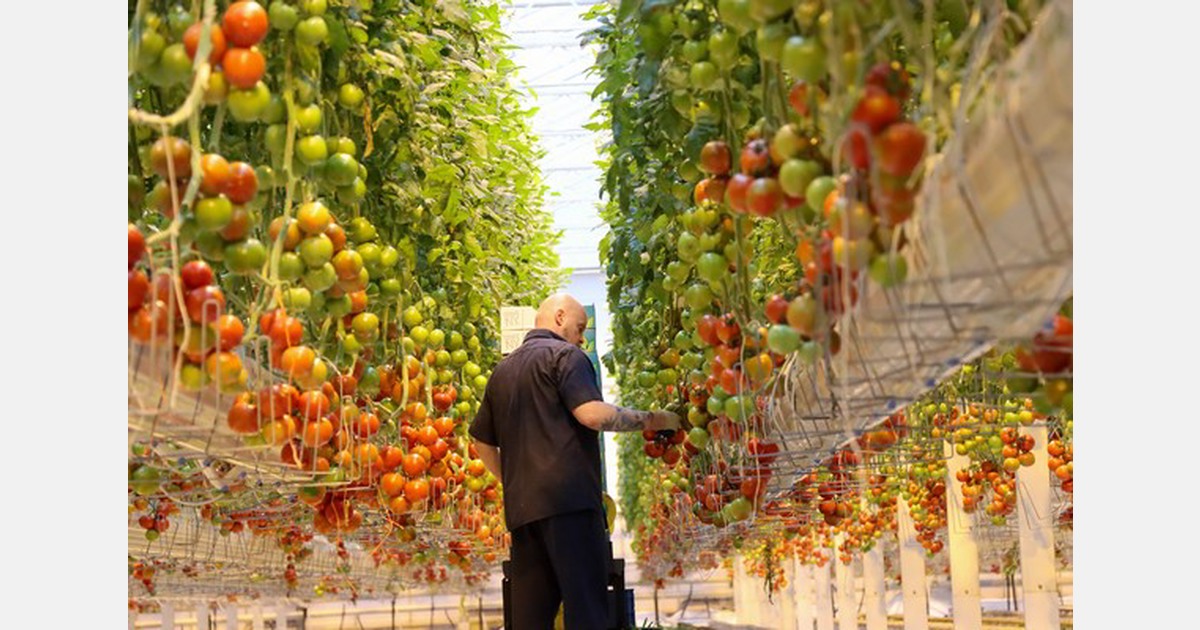 US: Stronger field tomato availability puts pressure on hothouse tomato ...