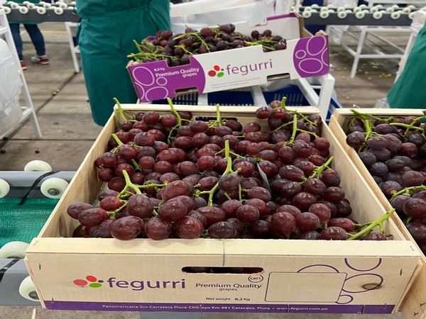 Piura in Peru in final stages of table grape harvest