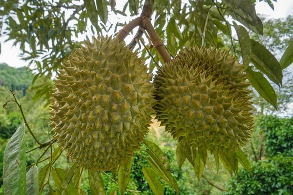 Philippine durian exports to China to start soon