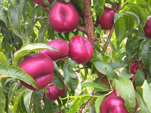 New flat peach and flat nectarine series launches in select Australian ...