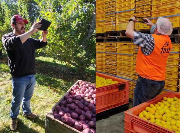 Mobile fruit sizing app on show for first time