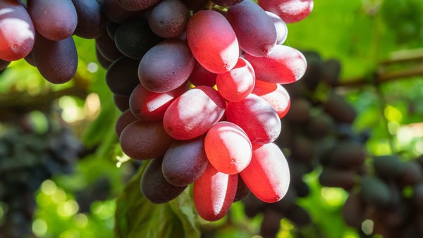 Chilean table grape export forecast