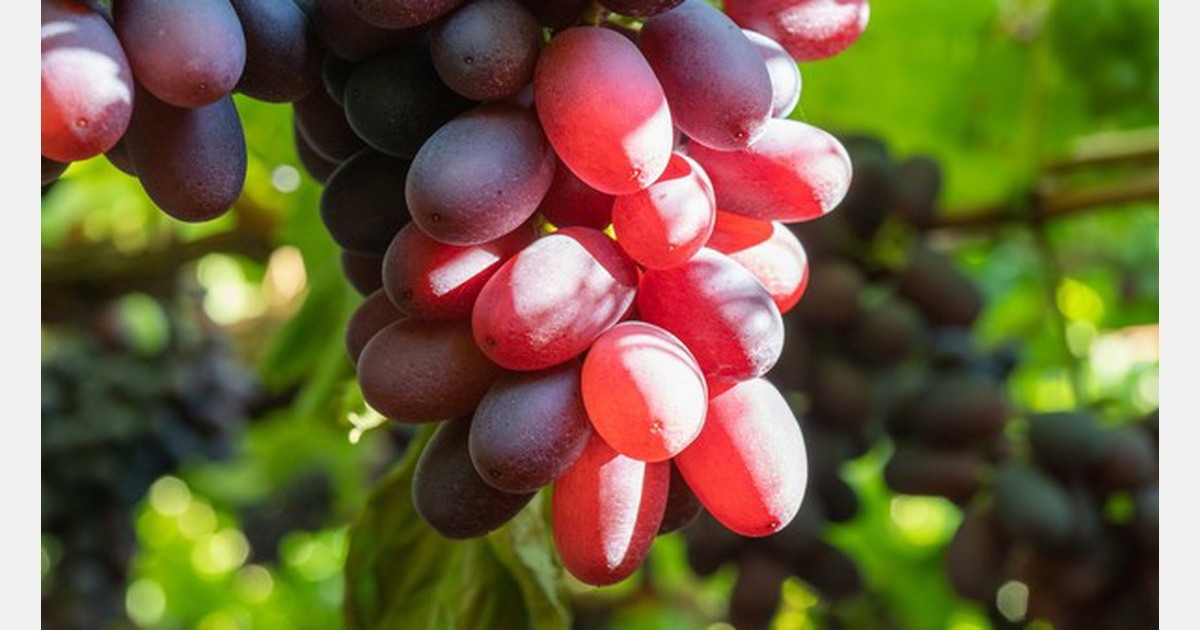 Chilean table grape export forecast