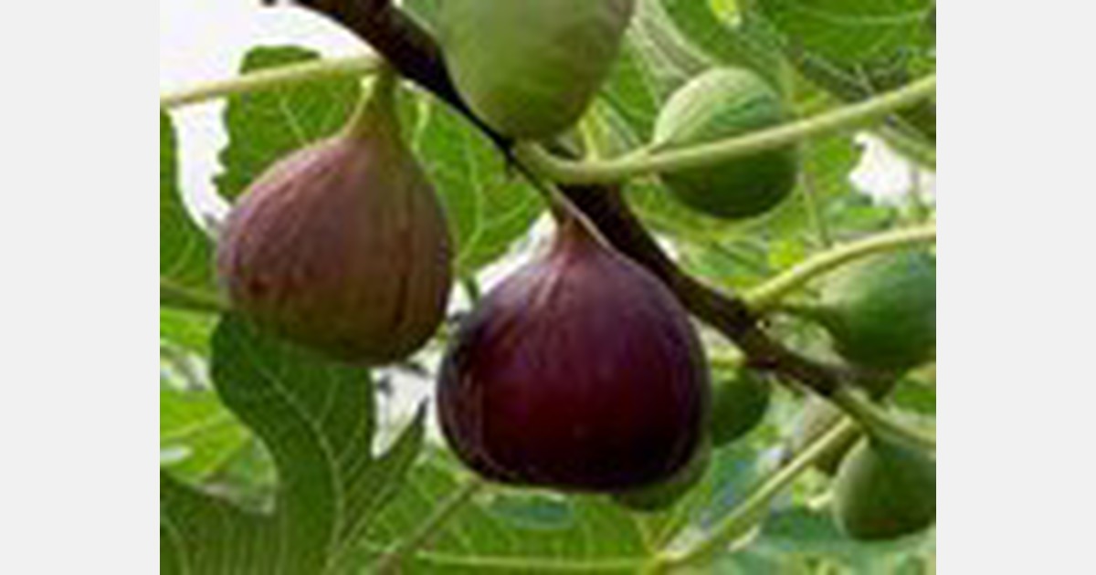 GI-tagged Purandar figs from Maharashtra headed to Middle East and Hong ...