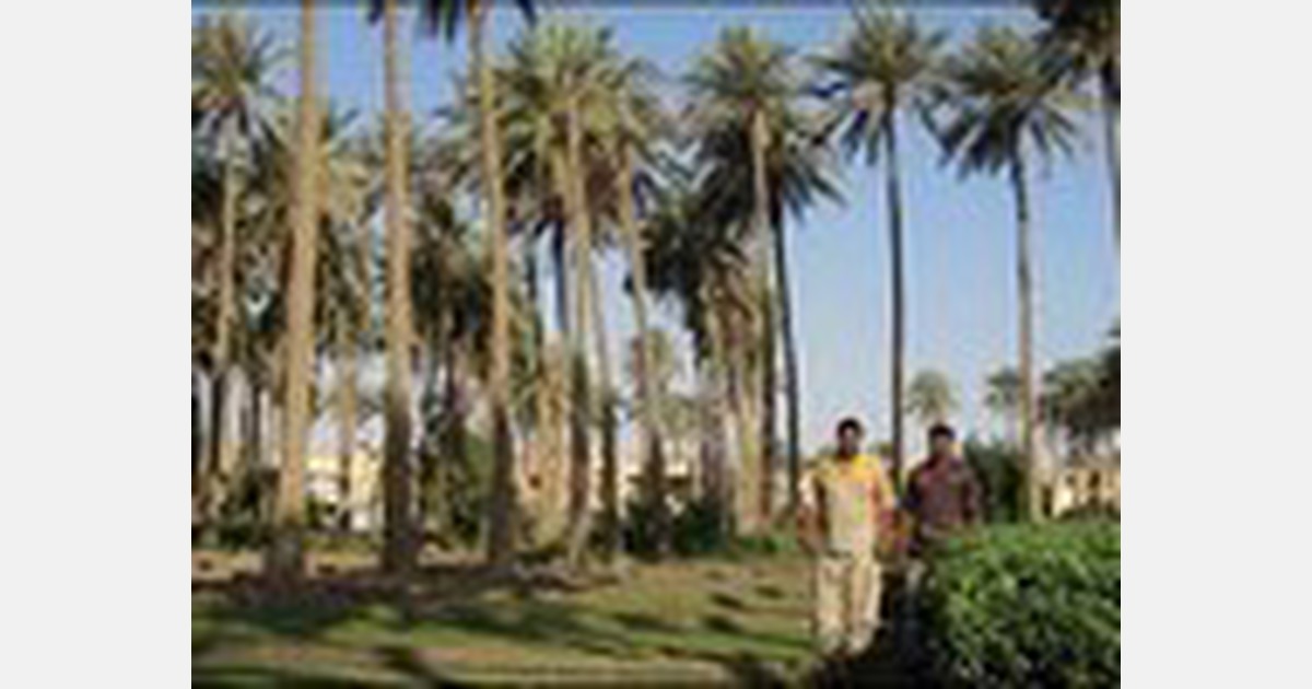 Iraqi date palm industry endangered by salination and drought