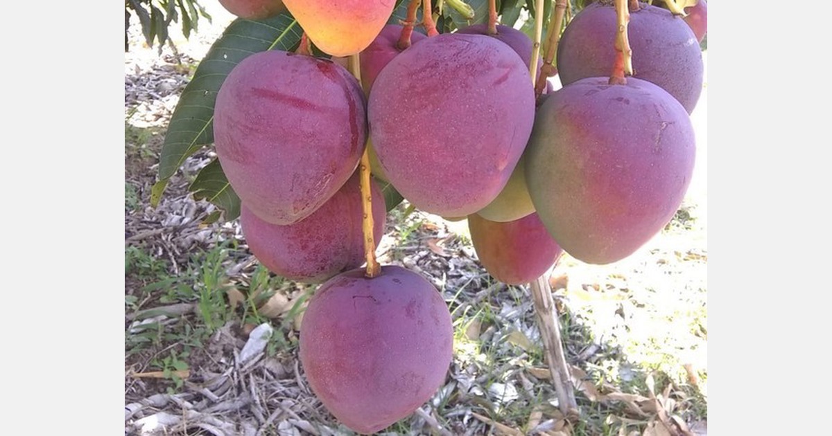 Peru’s export of fresh mangoes down -11% up to week 51, 2022