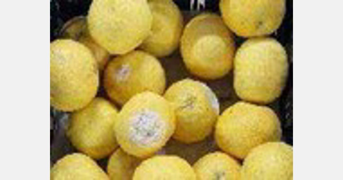 New natural post-harvest citrus protection firming agent replaces chemicals