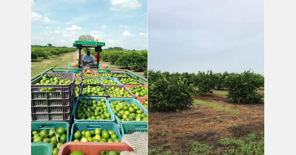 Shorter supplies of Mexican limes will strengthen pricing next month