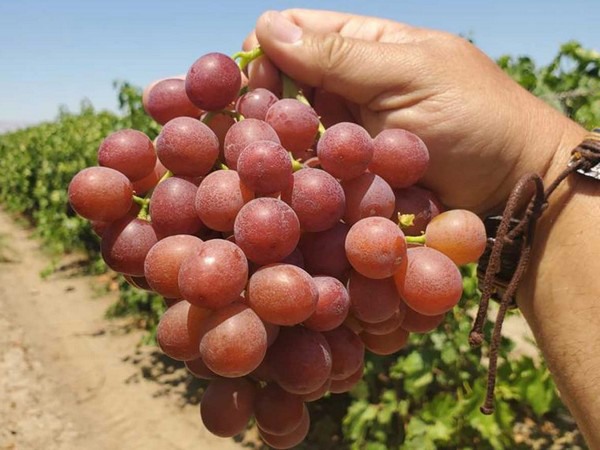 New table grape varieties exceed traditional ones from Chile this season
