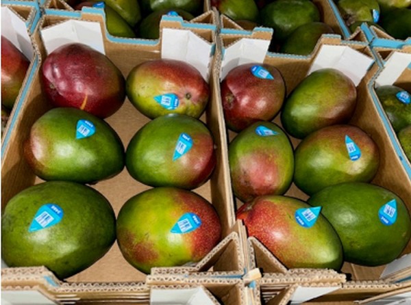 “Peruvian mango season one of the poorest in recent years”
