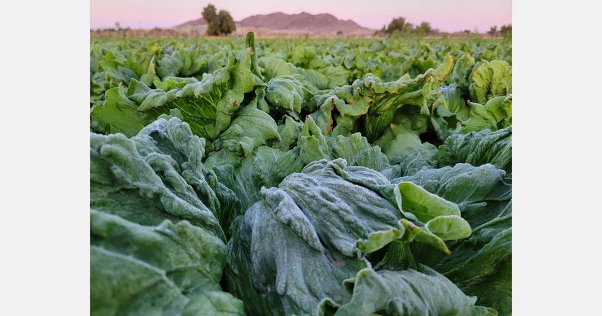Widespread lettuce ice forming in Arizona