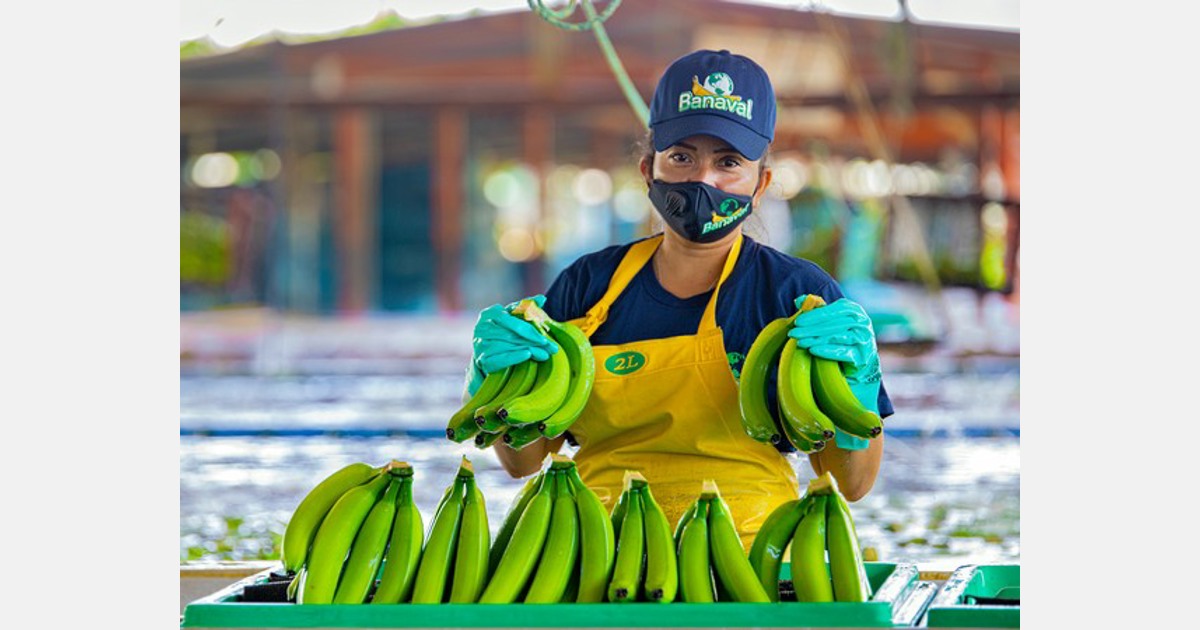 Being smart, solving problems key for Ecuadorian banana exporter