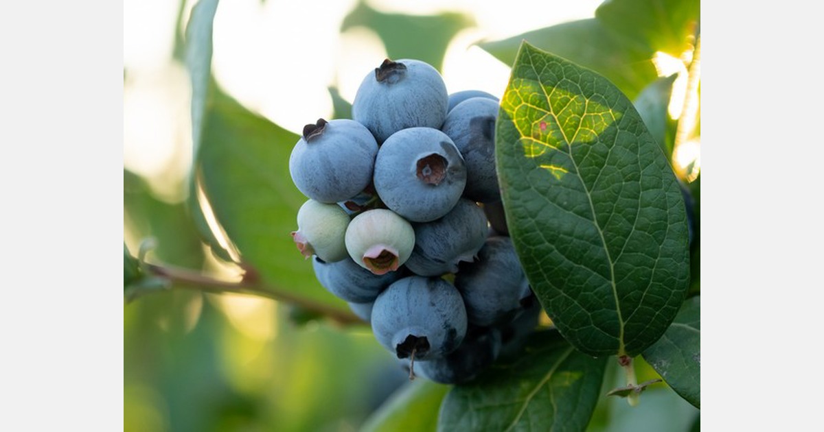 Peak Chilean blueberry shipments imminent