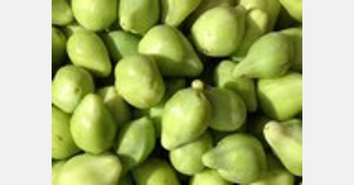 Kakadu plum: Researcher explores medicinal value of indigenous ...