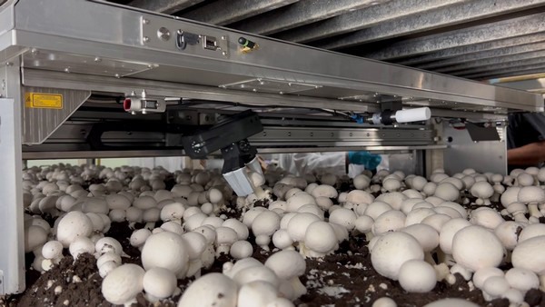 Robotic mushroom harvester solves labor issues