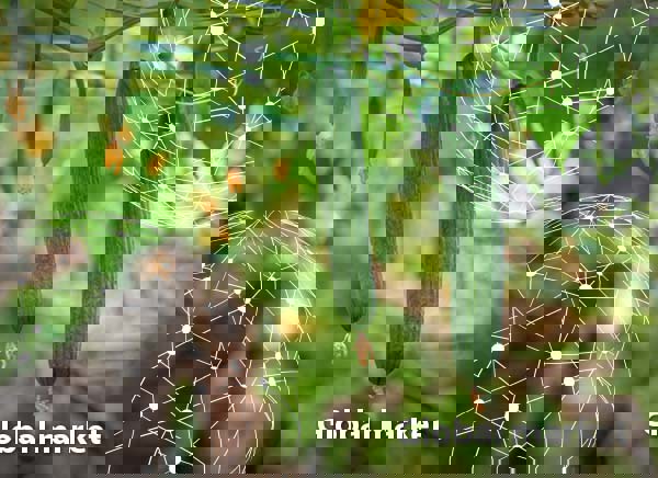 GLOBAL MARKET OVERVIEW CUCUMBER