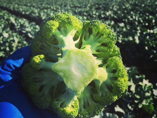 Mexican broccoli production to pick back up this spring