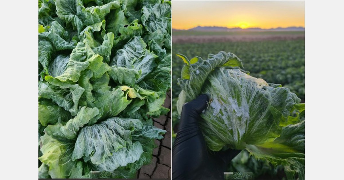 Ice continues to be an issue on lettuce in Yuma