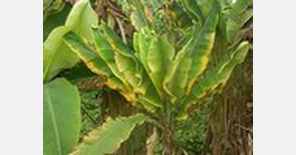 Remote-sensing models can enhance Banana Bunchy Top Virus (BBTV ...