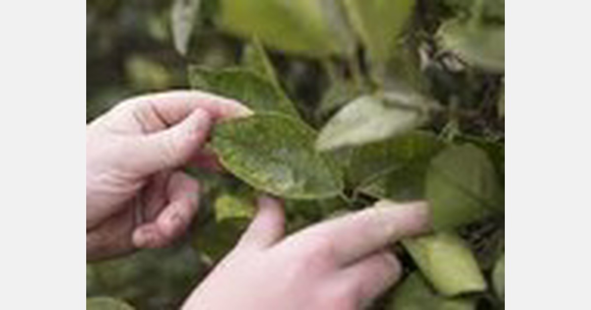 Scientists believe weapon against citrus greening already exists in nature