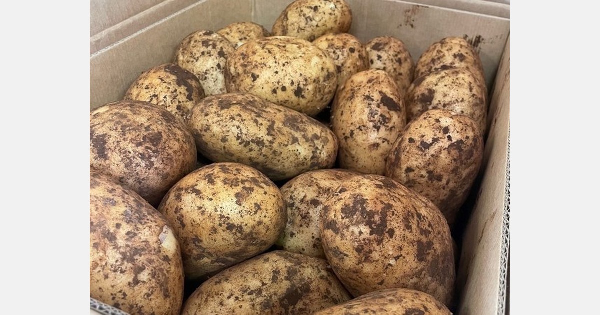 Fresh potato supplies still strong in Queensland to meet consumers' hot ...