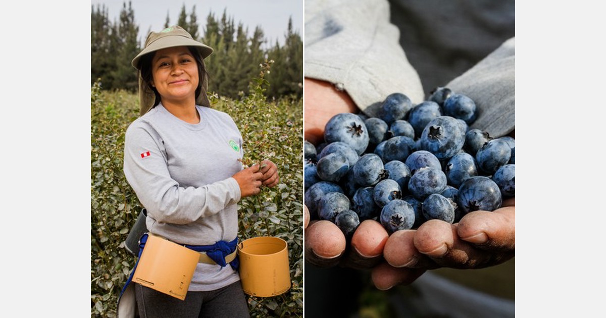 Year-round blueberry program presented in Berlin