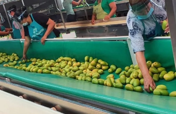 Balancing production and pricing on Peruvian and Mexican mangoes