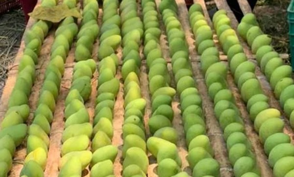 Balancing production and pricing on Peruvian and Mexican mangoes