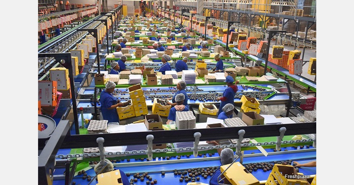 “This is going to be a busy packhouse”