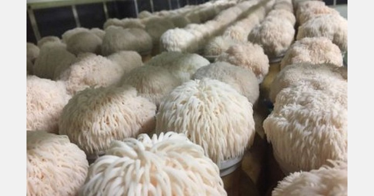 Mushrooms magnify memory by boosting nerve growth