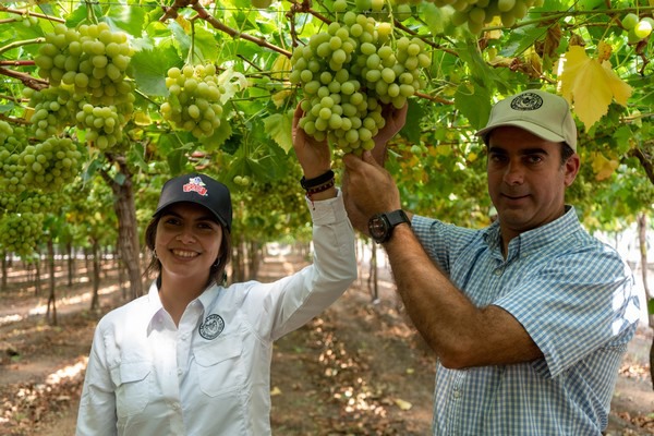 Quality of Chilean table grapes needs to excel for industry to survive