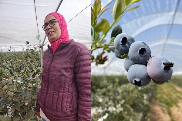 Jaouda Agri starts the blueberry campaign in Morocco with Blue Manila®