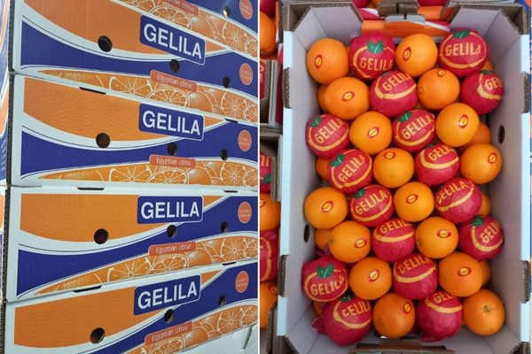 Mixed success for the first half of the Egyptian citrus season