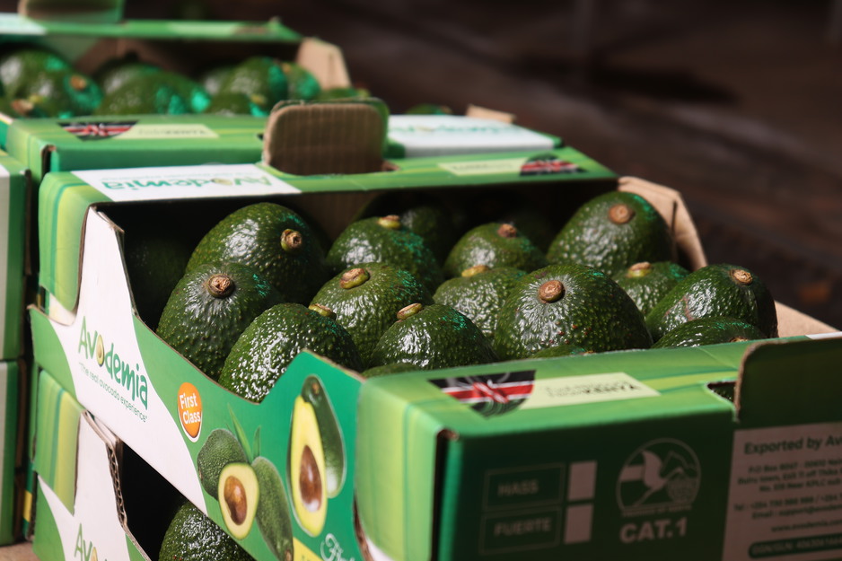 Kenya's peak avocado export season is about to start