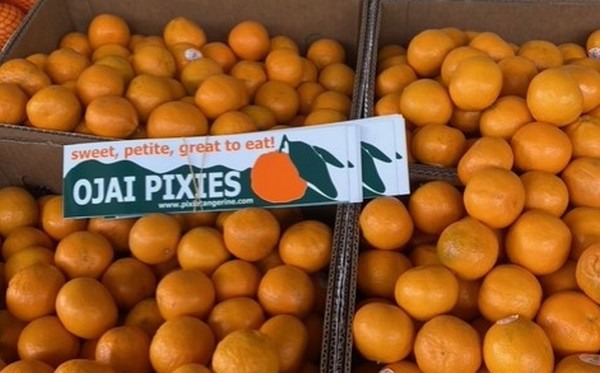 California rains prompt early start for Ojai pixie tangerines
