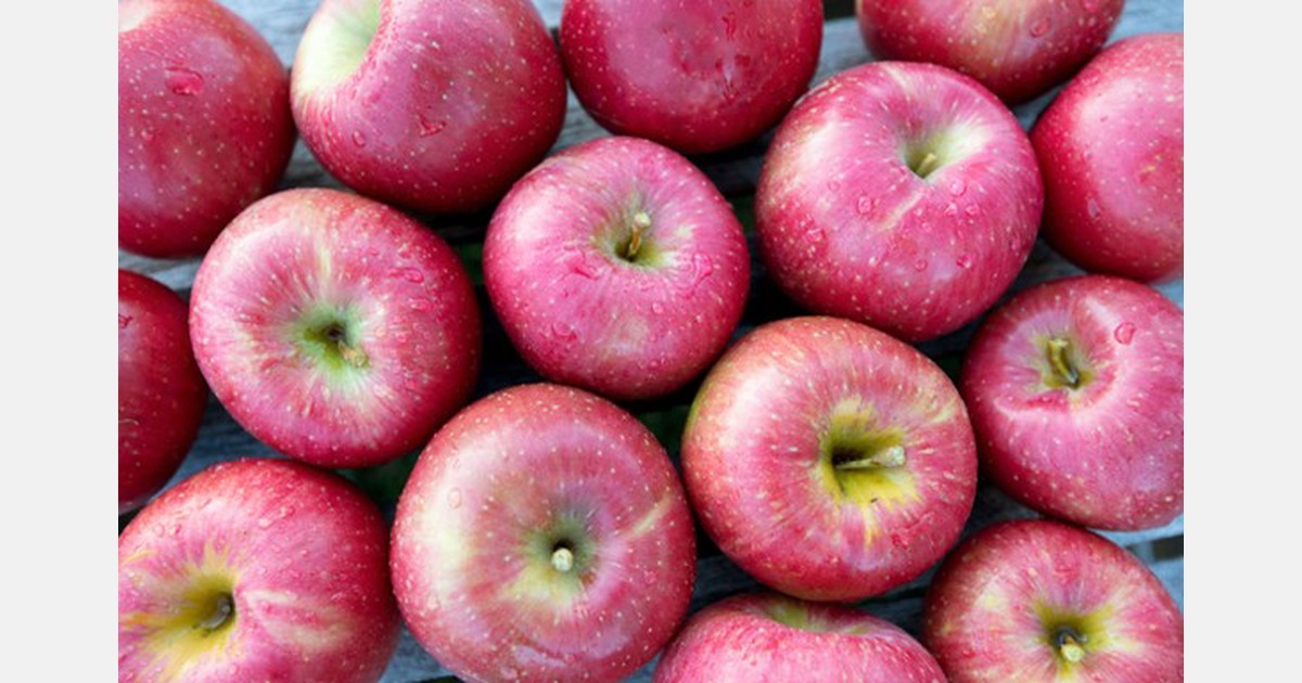 Strong start for EverCrisp apple crop
