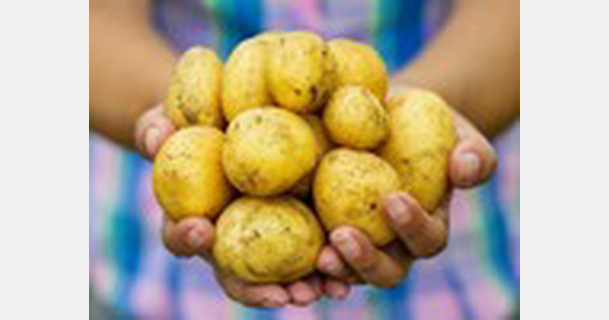 National Potato Council releases report on U.S. Potato Industry’s ...