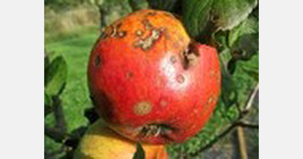 University of Minnesota releases apple variety resistant to apple scab