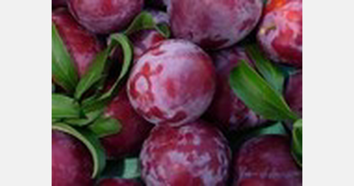 Chile set a new record for plum exports, and Uzbekistan jumped to the ...