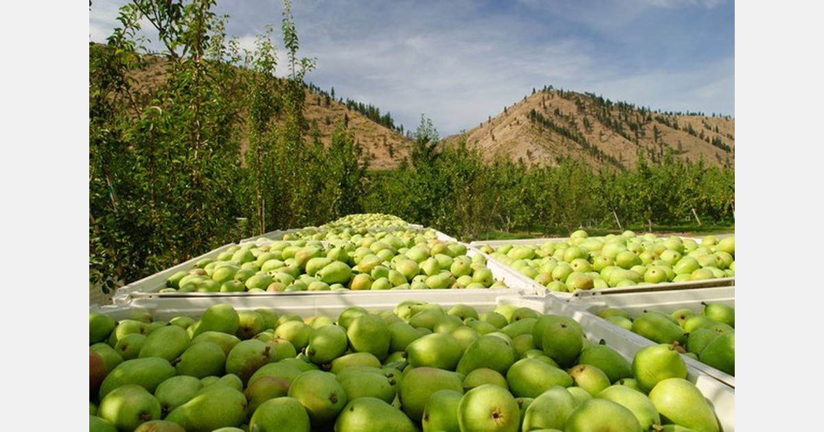 How to keep Washington pears in the spotlight?