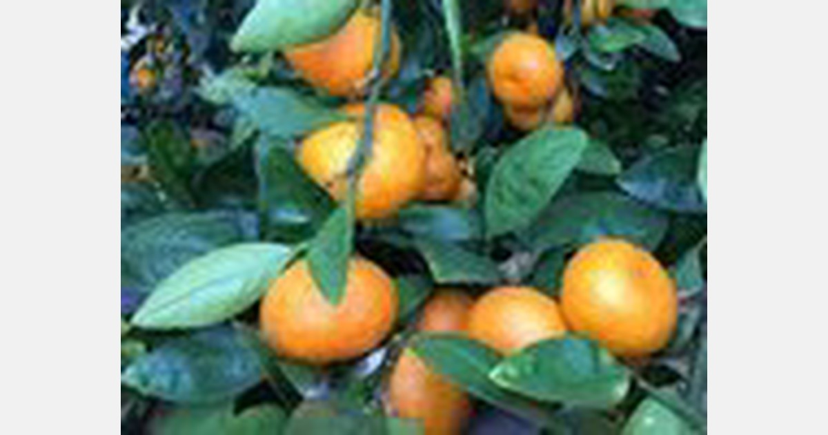 Sweet Valley Citrus region satsumas looking pretty good post-freeze