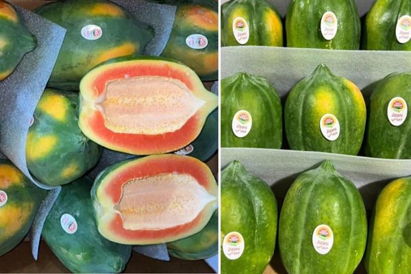 Red papayas are now grown in Saudi Arabia