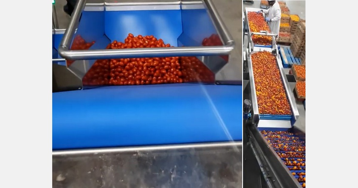 Packing line for snacking tomatoes significantly reduces labor need