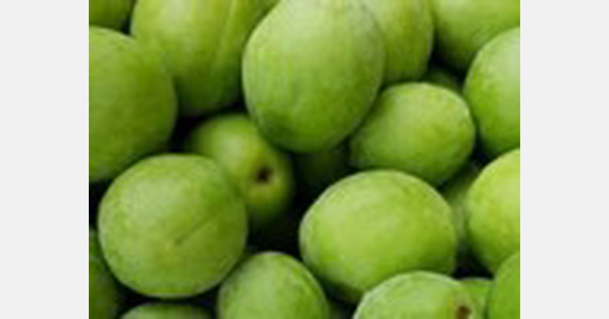 'Dovcha'; Green apricots on offer in Uzbekistan