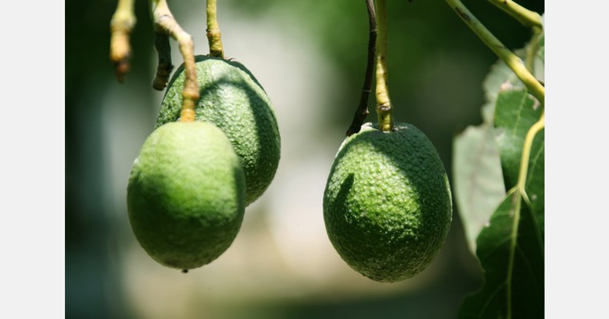 Australian avocados gain entry into Indian market